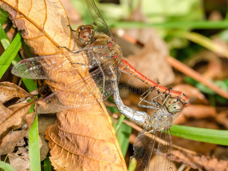 Una Riproduzione Di Due Libellule Immagine Stock - Immagine di verde ...