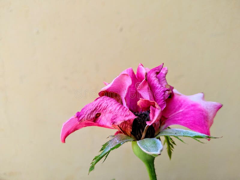 Dos Rose Buds Roja Que Se Marchita En El Fondo Blanco Foto de archivo ...