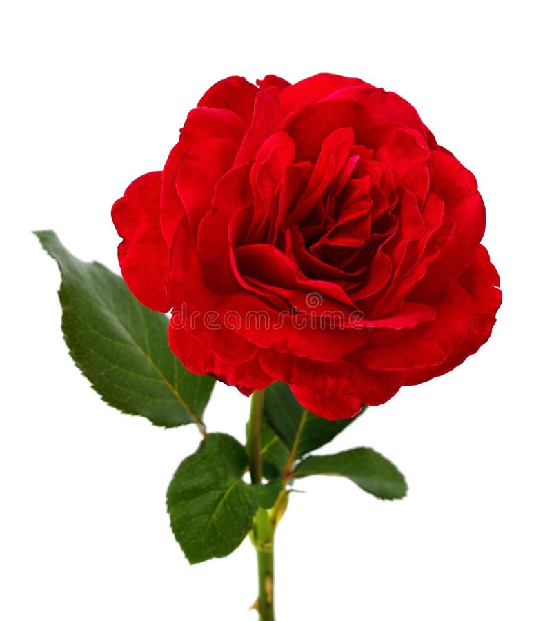 Una rosa roja foto de archivo. Imagen de pista, rosa - 269441694