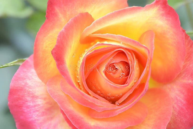 Una Rosa Rosada Del Amarillo Foto de archivo - Imagen de amarillo ...