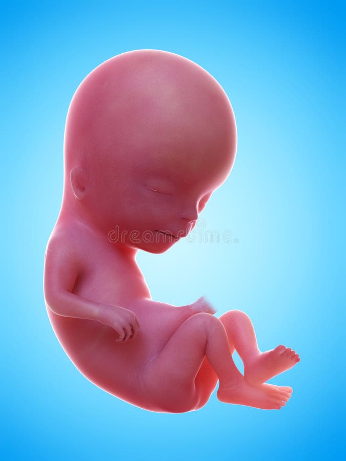Mes humano 3 del feto stock de ilustración. Ilustración de feto - 30721999
