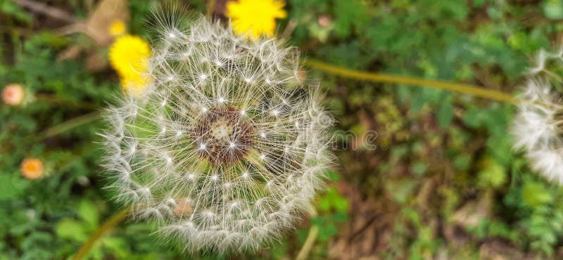 Una Semilla De Dandelia Blanca Imagen de archivo - Imagen de verde ...