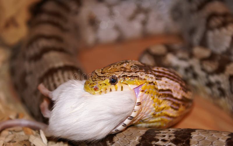 Una Serpiente De Maíz Comiendo Un Ratón Foto de archivo - Imagen de ...