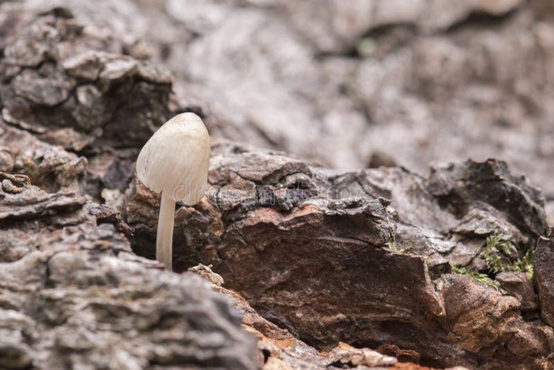 Una Seta Minúscula En El Campo Común De Southampton Imagen de archivo ...
