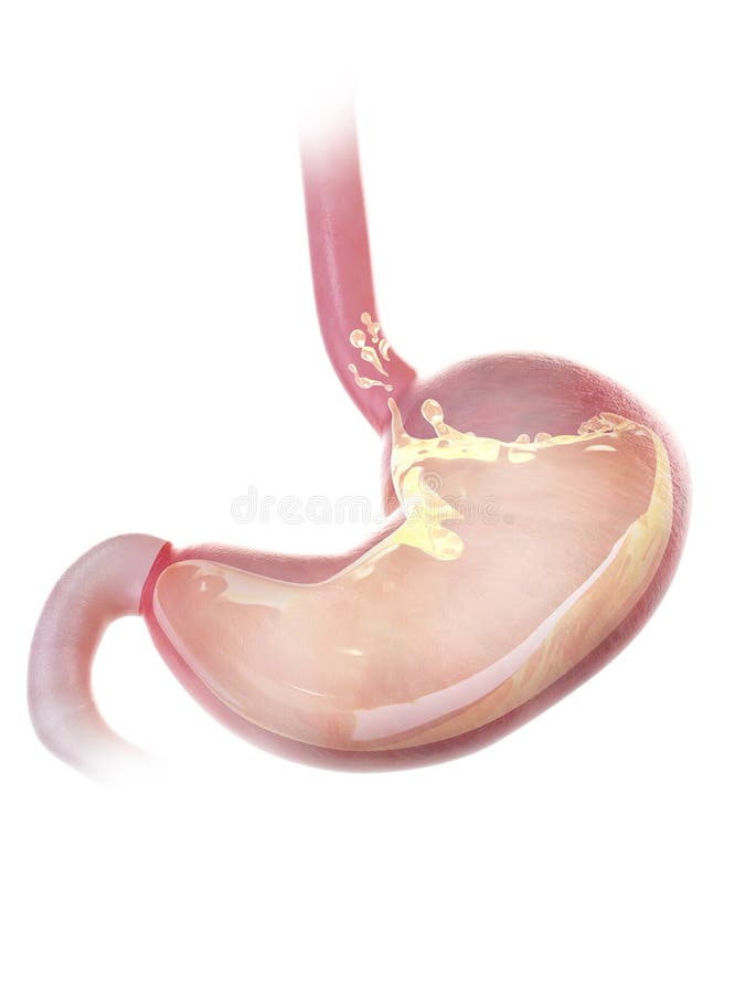 Stomaco 3D Realistico E Dettagliato, Anatomia Di Un Organo Interno ...