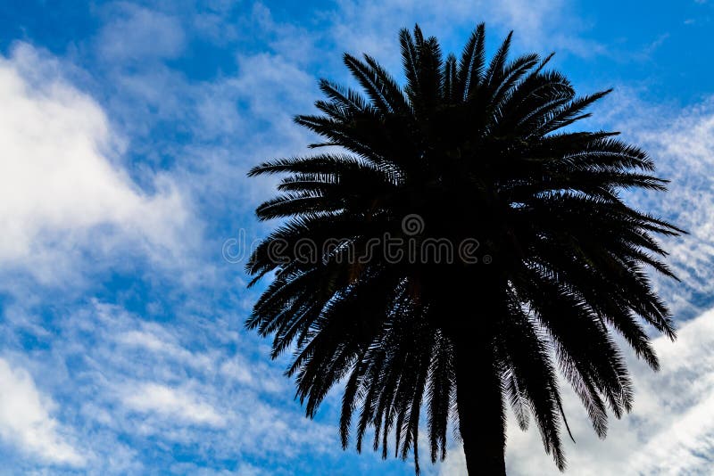 Una silueta de la palma foto de archivo. Imagen de blanco - 62849050