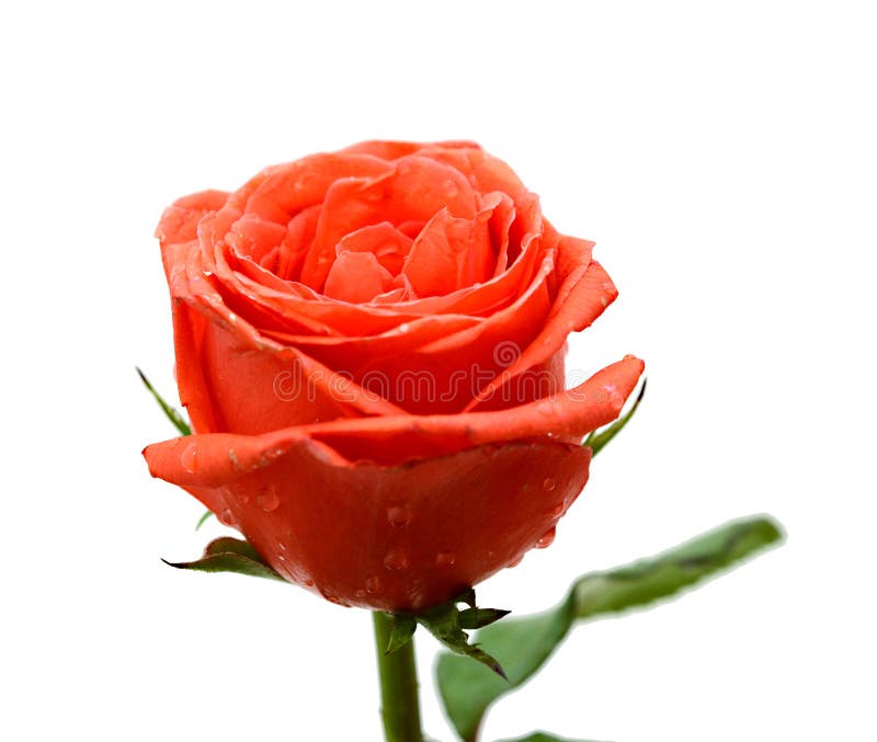 Una sola rosa foto de archivo. Imagen de blanco, vacaciones - 197918880