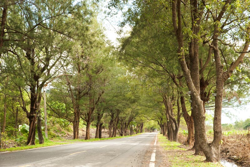 Una strada con alberi immagine stock. Immagine di strada - 30757411