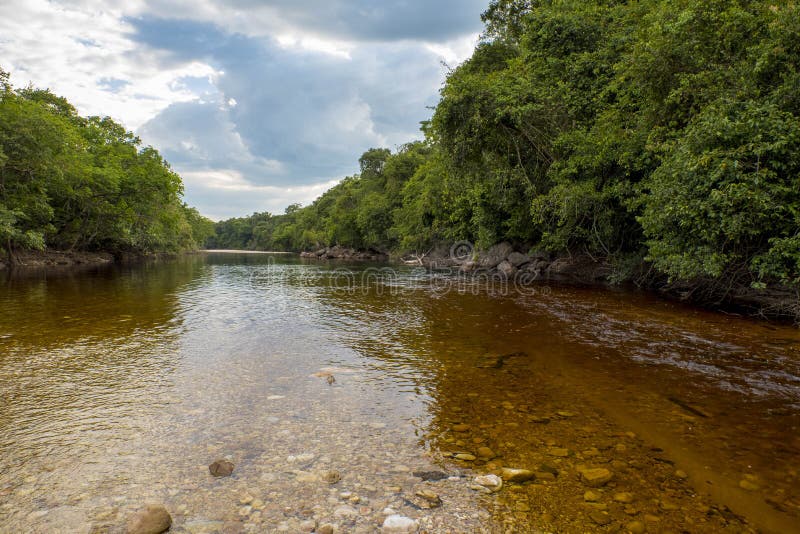 Una Tarde Nublada En La Selva Del Amazonas, Venezuela Imagen de archivo ...