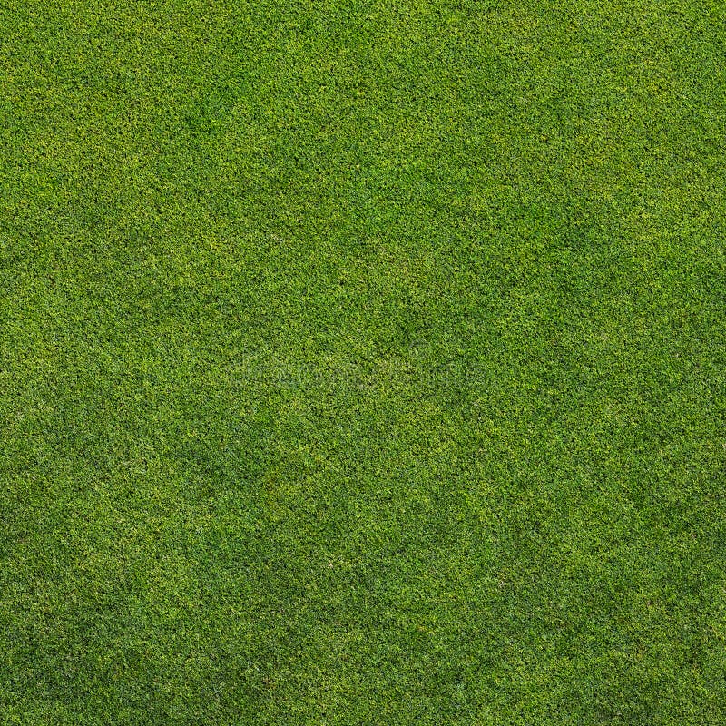 Una textura de la hierba foto de archivo. Imagen de prado - 79874644