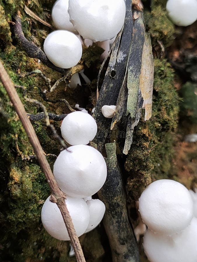 Una Tribu De Hongos Blancos Adorables Foto de archivo - Imagen de seta, lindo: 268639734
