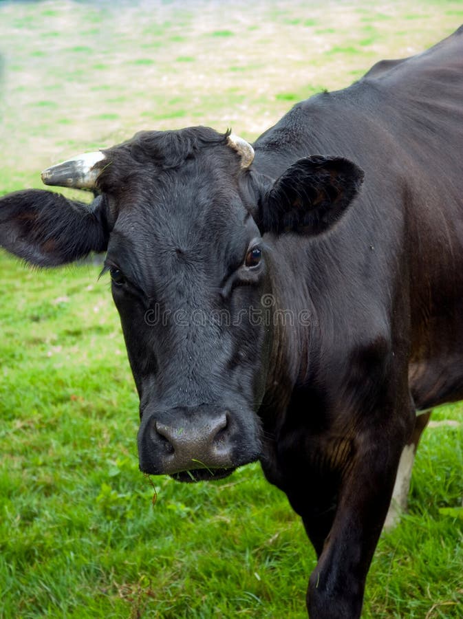 Vaca blanca gorda imagen de archivo. Imagen de vaca, relajado - 14144597