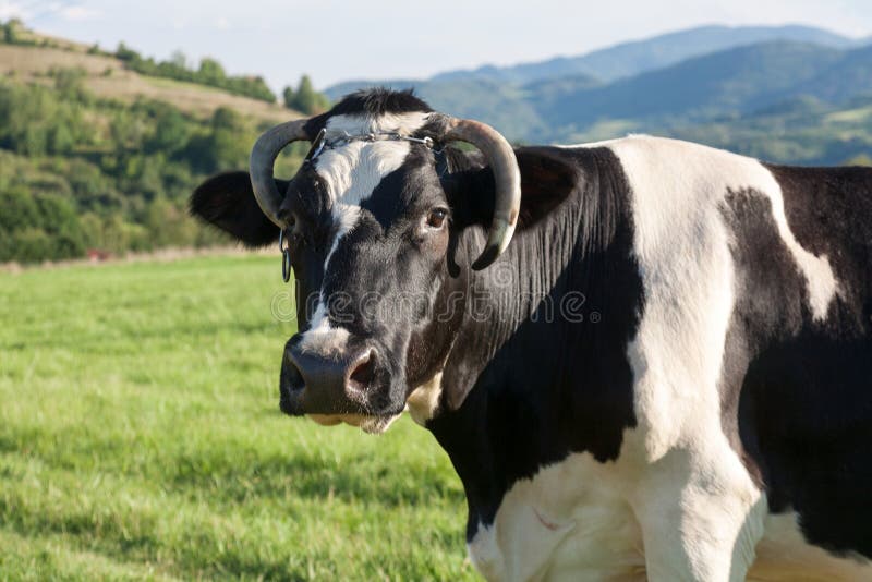 Una vaca blanco y negro foto de archivo. Imagen de verde - 108831682