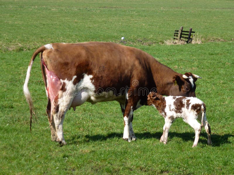 Vaca y becerro afuera foto de archivo. Imagen de bozal - 773560
