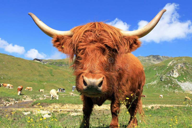 Vaca Escocesa De La Montaña Foto de archivo - Imagen de ganados, campo ...