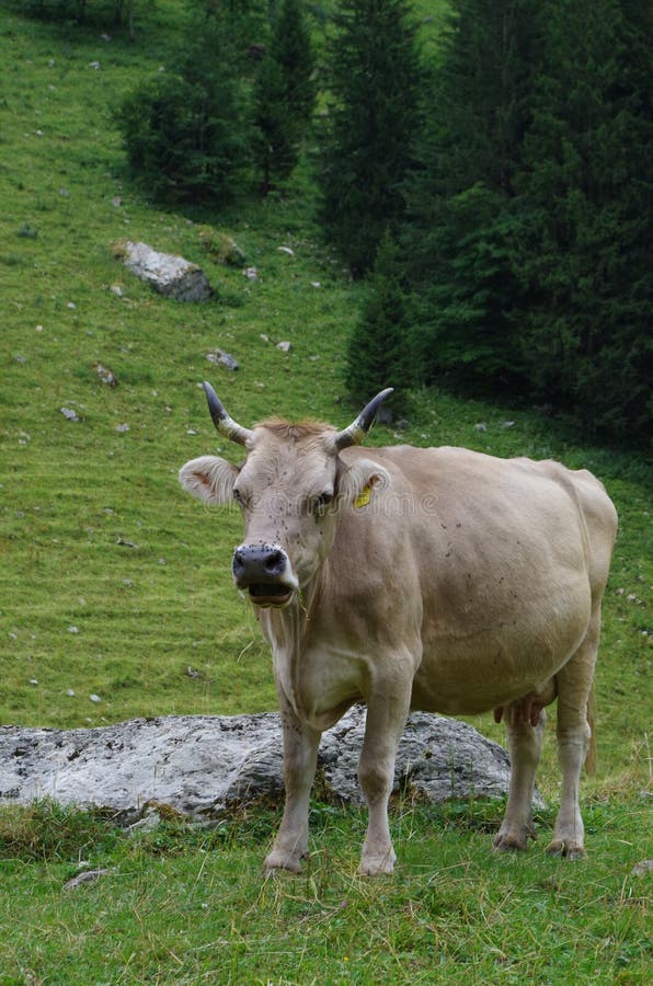 Una vaca grande imagen de archivo. Imagen de soporte - 66224685