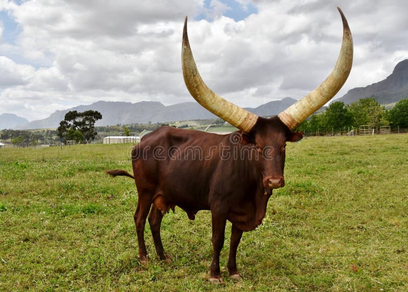 Una vaca grande foto de archivo. Imagen de majestuoso - 163380686