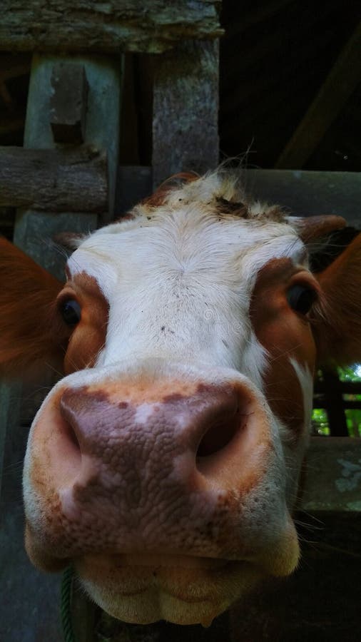 Una vaca hambrienta foto de archivo. Imagen de animal - 185298156