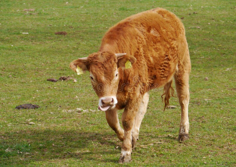 Una Vaca Joven En Un Prado En Primavera Foto de archivo - Imagen de ...
