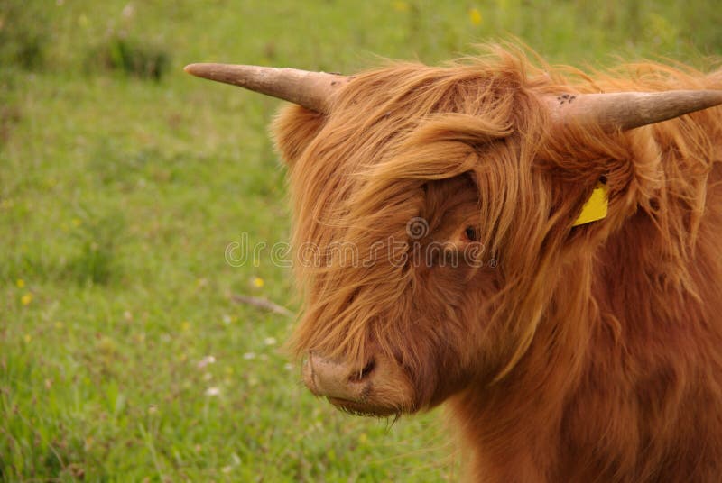 Una Vaca Marrón Con El Pelo Largo Foto de archivo - Imagen de holanda ...