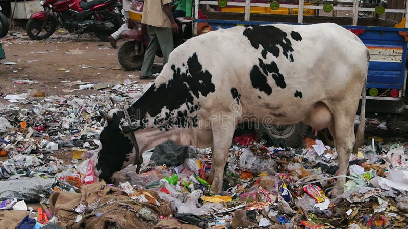 Una Vaca Que Come La Basura Almacen De Video - Vídeo de retiro, alterar ...