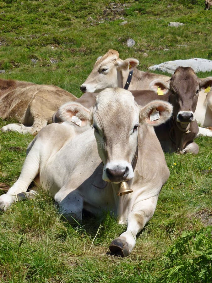 Una vaca suiza imagen de archivo. Imagen de sangre, crianza - 25843405