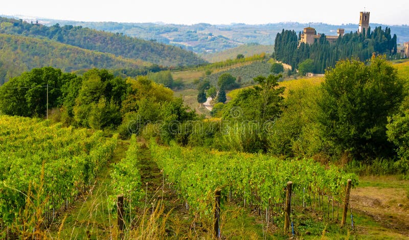 Una Vigna Nelle Colline Toscane Immagine Stock - Immagine di vite ...