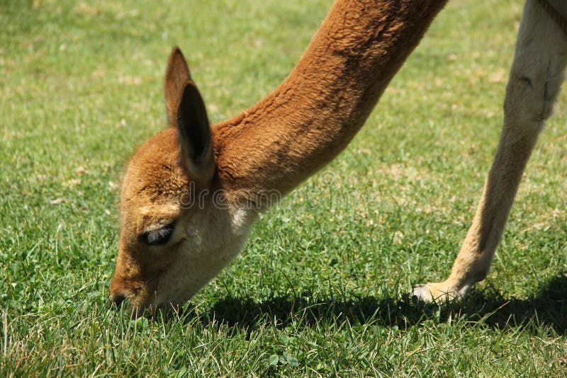 Una Vigogna Domestica in Un Campo Fotografia Stock - Immagine di ...