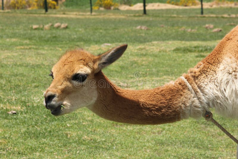Una Vigogna Domestica in Un Campo Fotografia Stock - Immagine di ...