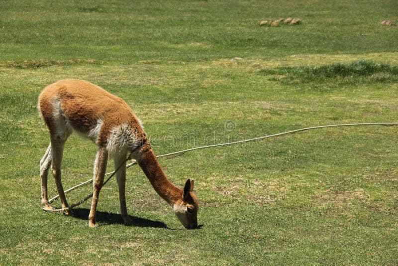 Una Vigogna Domestica in Un Campo Fotografia Stock - Immagine di ...