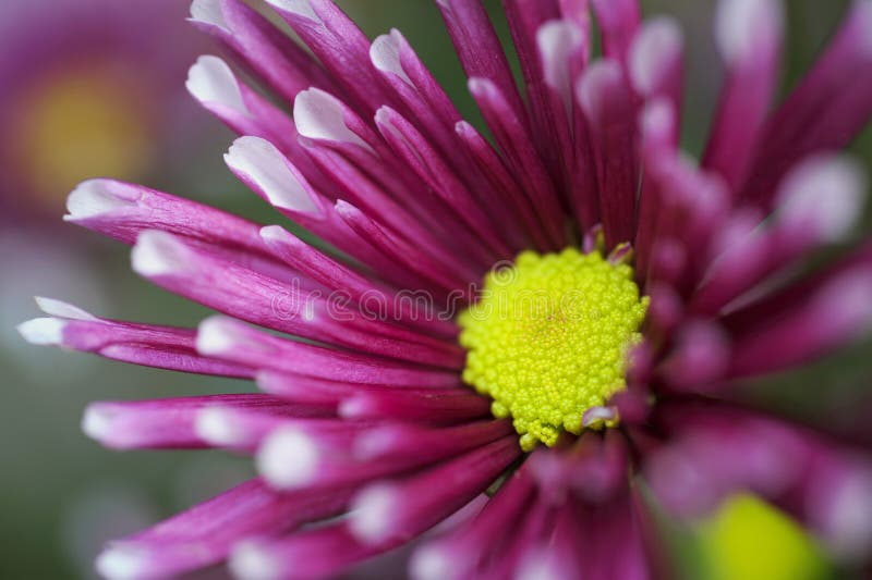 Una Vista Macra De Un Crisantemo Floreciente, O Flor De Pom Pom Mum ...