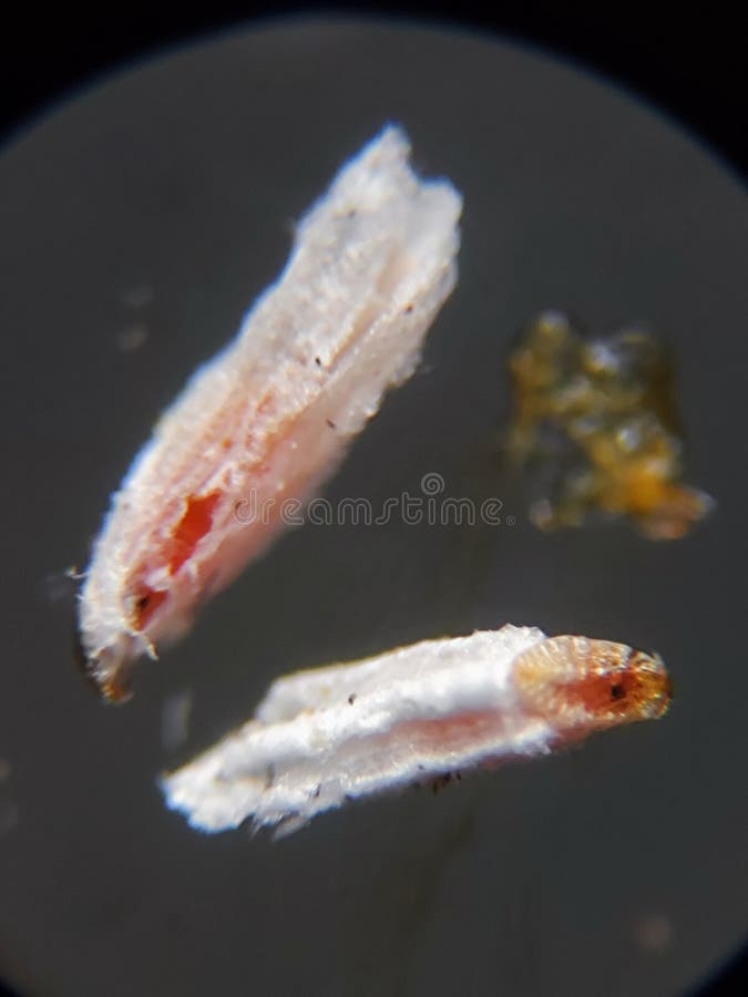 Unaspis Euonymi or the Euonymus Scale Stock Photo - Image of euonymus ...