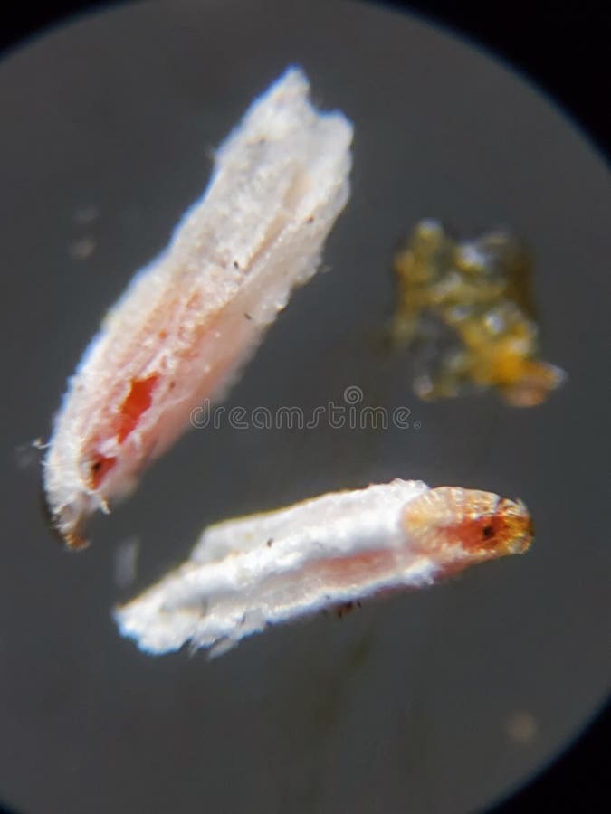 Unaspis Euonymi or the Euonymus Scale Stock Image - Image of euonymi ...