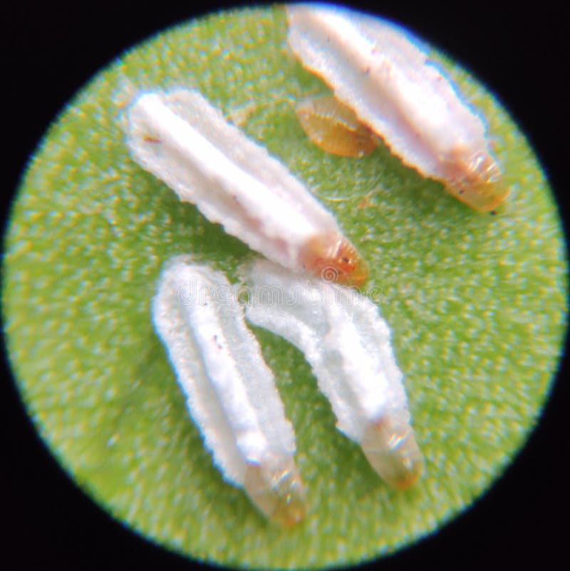 Unaspis Euonymi or the Euonymus Scale Stock Photo - Image of euonymi ...