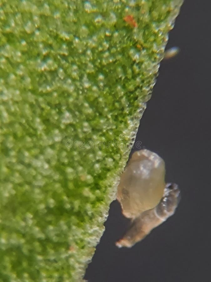 Unaspis Euonymi or the Euonymus Scale Stock Image - Image of biology ...