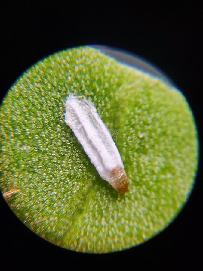 Unaspis Euonymi or the Euonymus Scale Stock Photo - Image of science ...