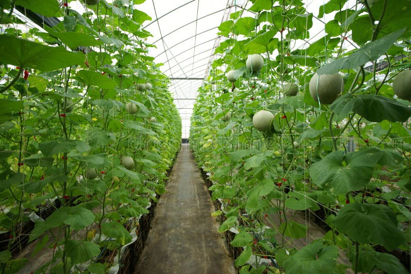 Unausgereifte Netzmelone stockbild. Bild von unausgereift - 55979315