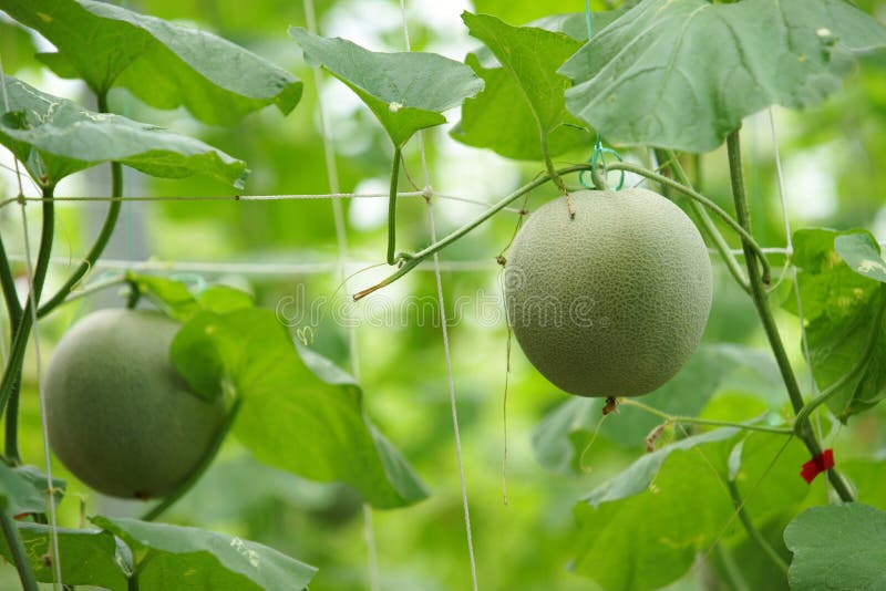 Unausgereifte Netzmelone stockbild. Bild von unausgereift - 55979315
