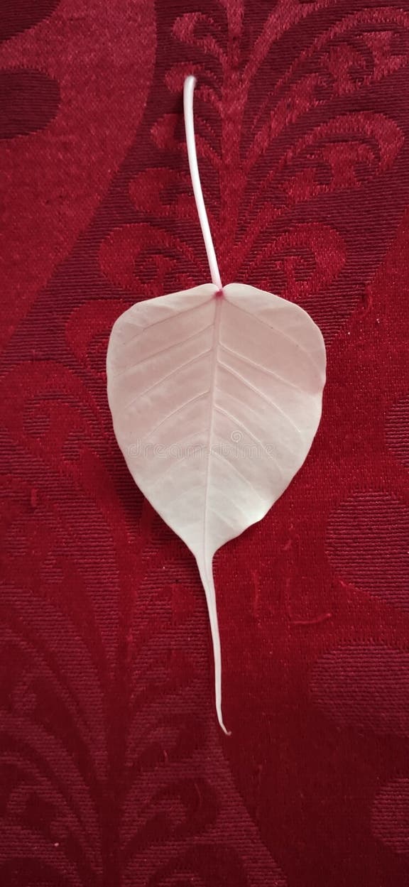 Unbelievable Leaf of Pipal Tree Stock Photo - Image of real, white ...