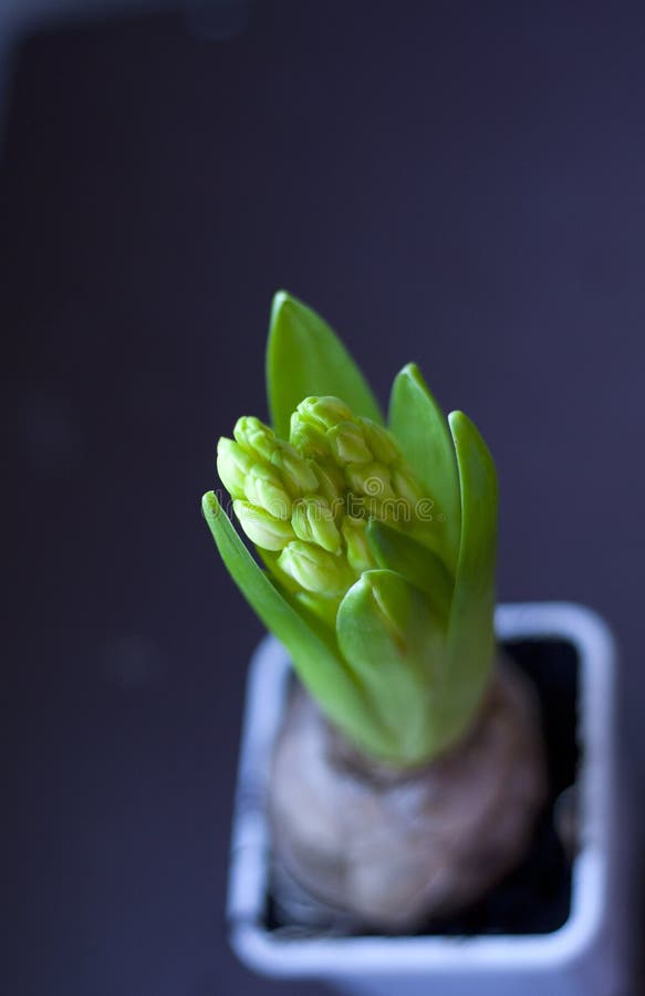 Unblown Flower Hyacinth for Easter Stock Photo - Image of natural ...