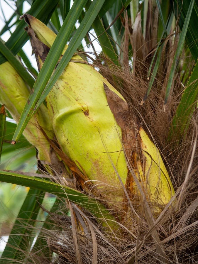 Unblown Palm Flower. Botany Stock Image - Image of jungle, fruit: 314713917