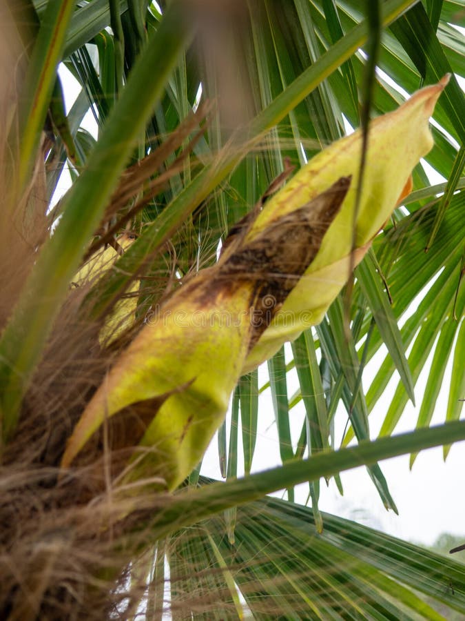 Unblown Palm Flower. Botany Stock Photo - Image of bush, closeup: 314713922