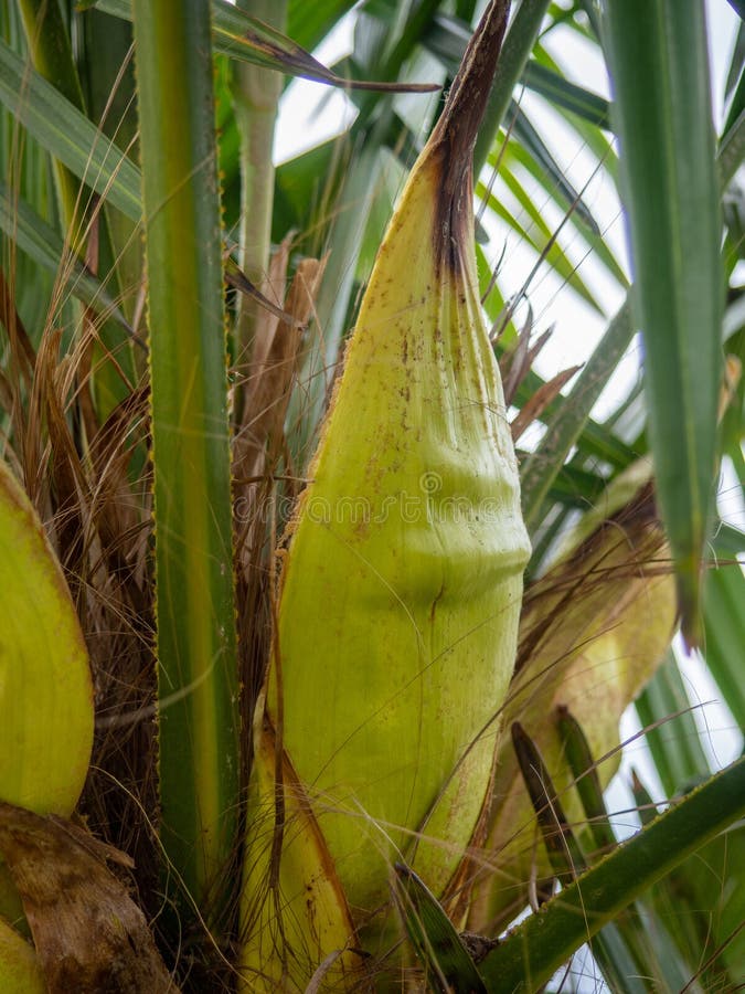 Unblown Palm Flower. Botany Stock Image - Image of buttons, biology ...