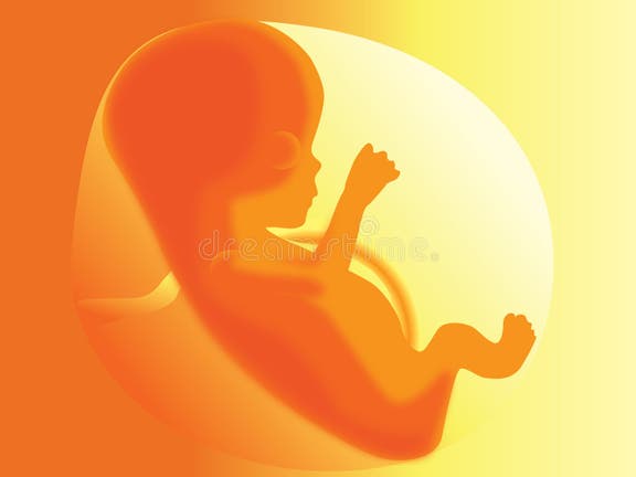 Unborn baby stock vector. Illustration of life, maternity - 13499023