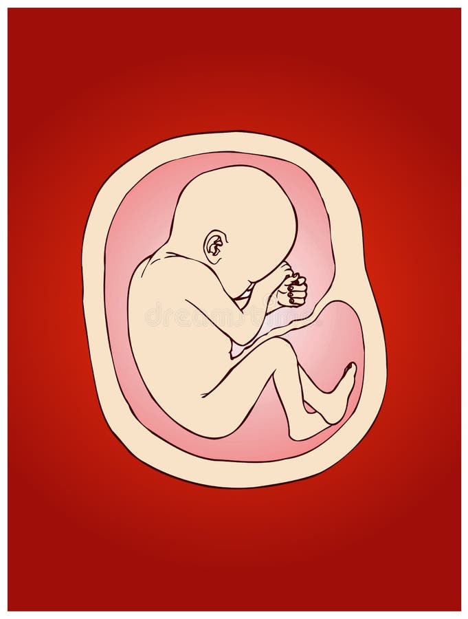 Unborn baby stock illustration. Illustration of hormone - 13518504
