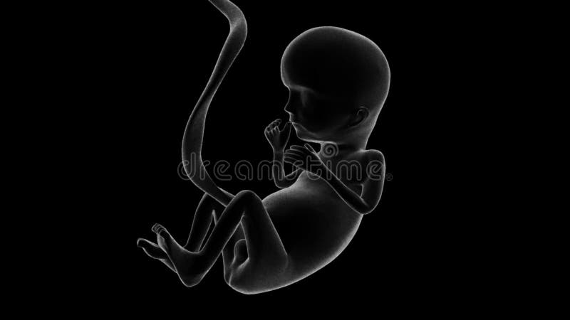 Unborn baby x-ray stock footage. Video of fetus, human - 71119076