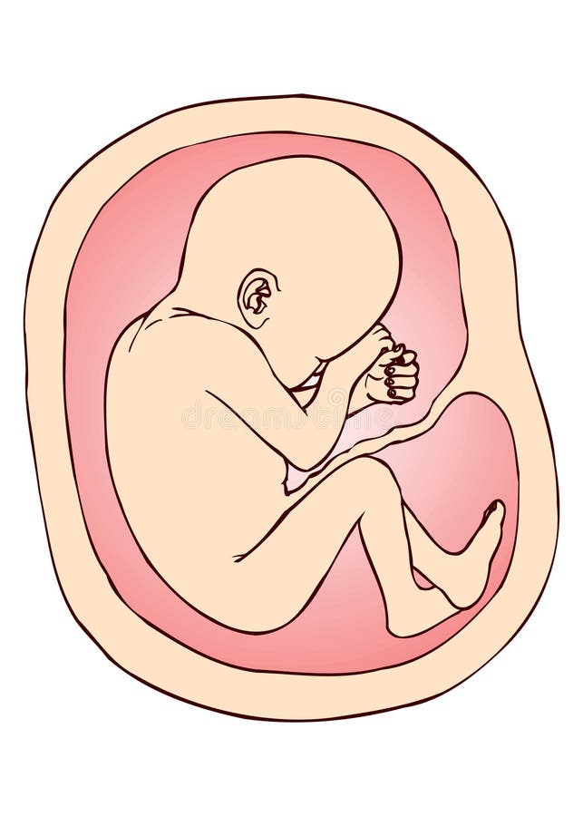 Child development anatomy stock illustration. Illustration of school ...