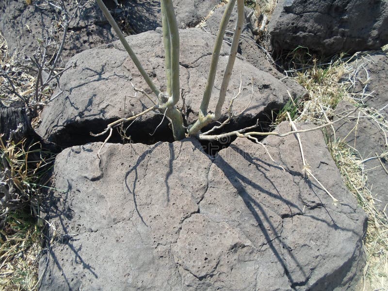 Unbreakable. stock photo. Image of paisaje, seco, simple - 92945988