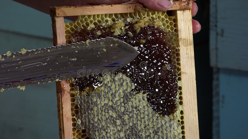 Extraction of Royal Jelly from Bee Queen Cells in Vertical View. Stock ...
