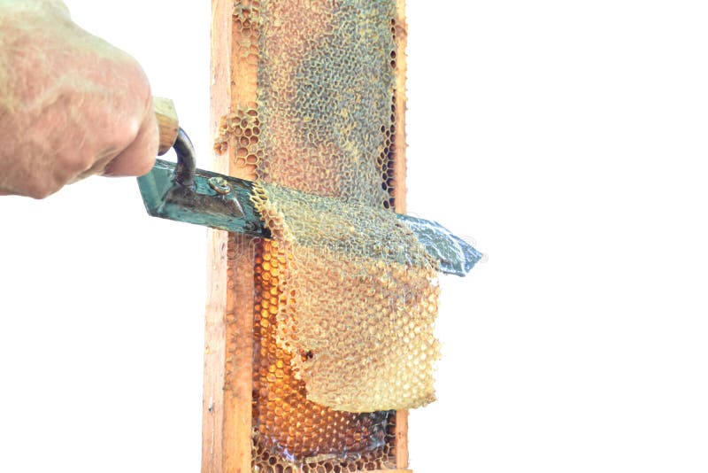 Uncapping Honey Comb by Hand on Pure White Stock Image - Image of hold ...